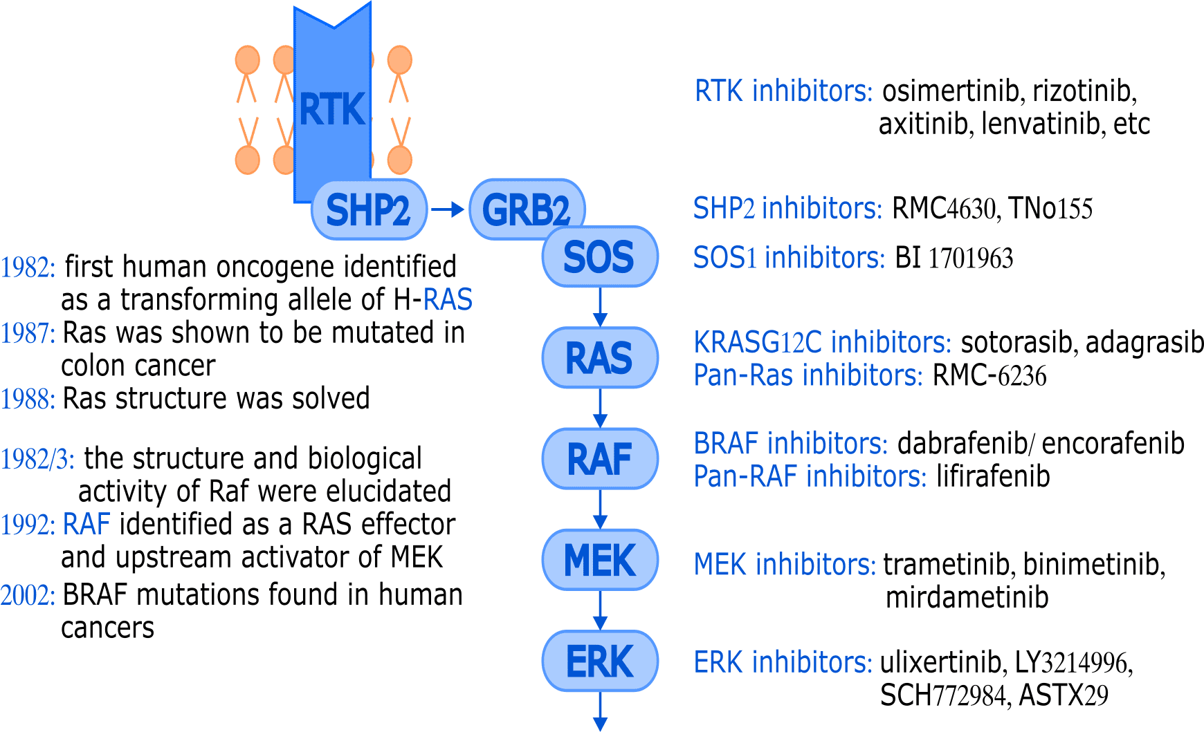 Adventures with the MAPK pathway - The Cancer Researcher